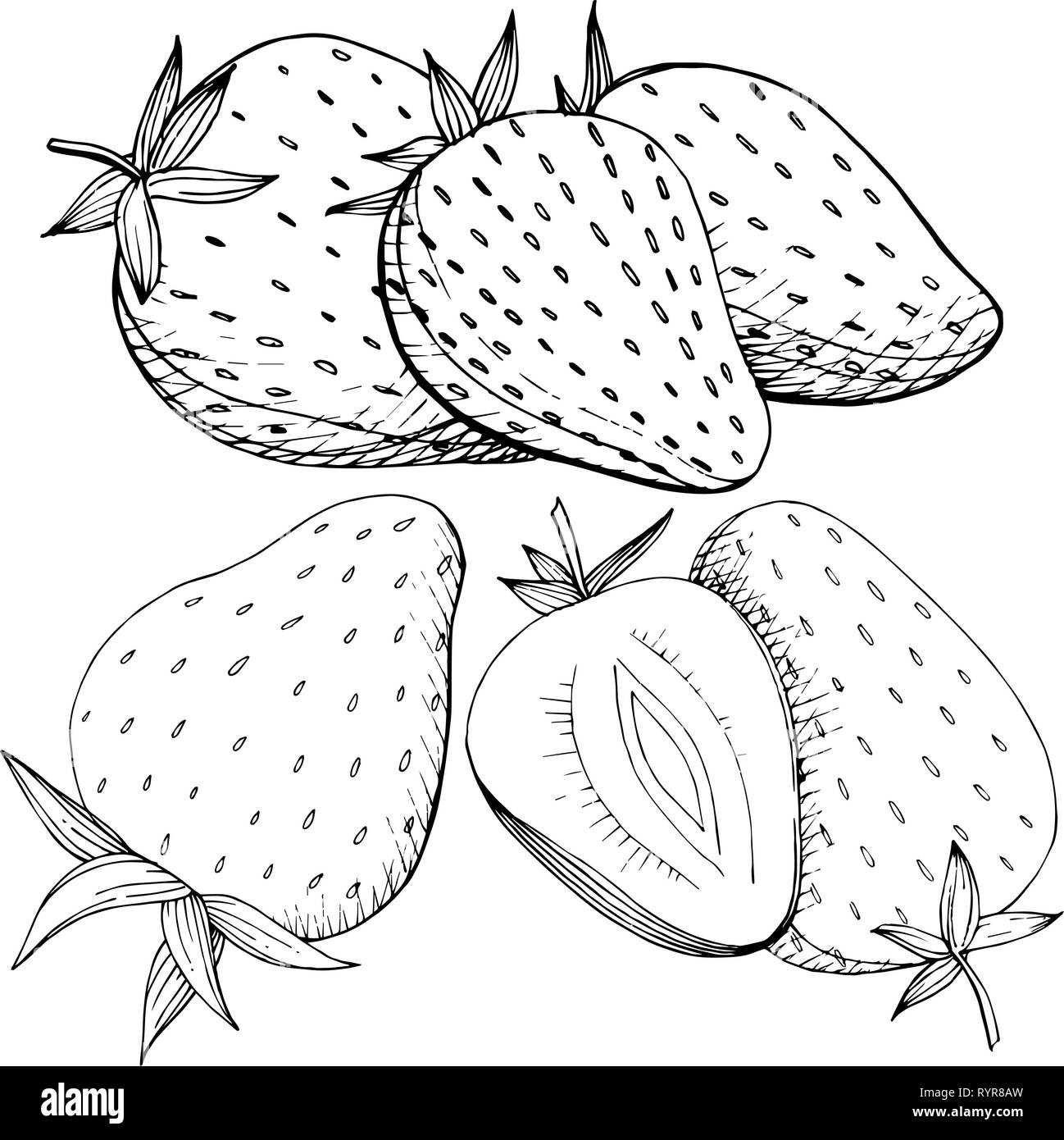Vector Strawberry healthy food. Black and white engraved ink art ...