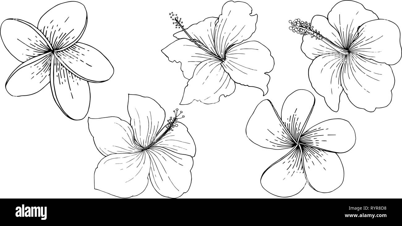 Vector Hibiscus floral tropical flowers. Black and white engraved ink art. Isolated hibiscus ...