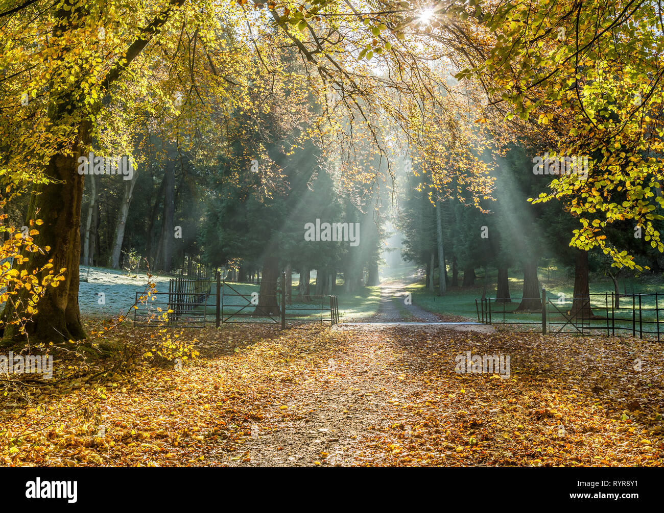 The approach to the Arboretum in autumn at West Dean gardens in West ...