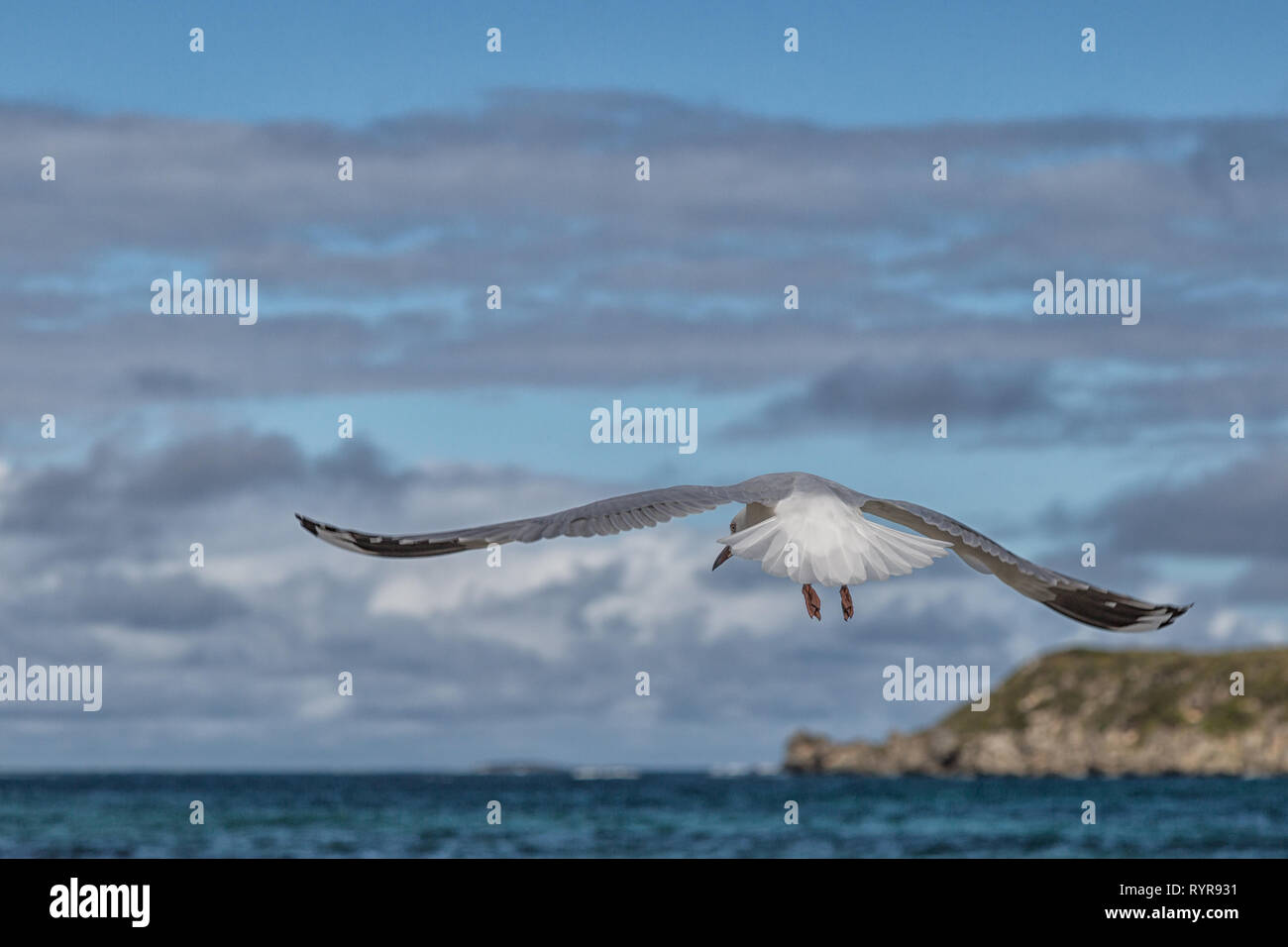 Jonathan livingston seagull hi-res stock photography and images - Alamy