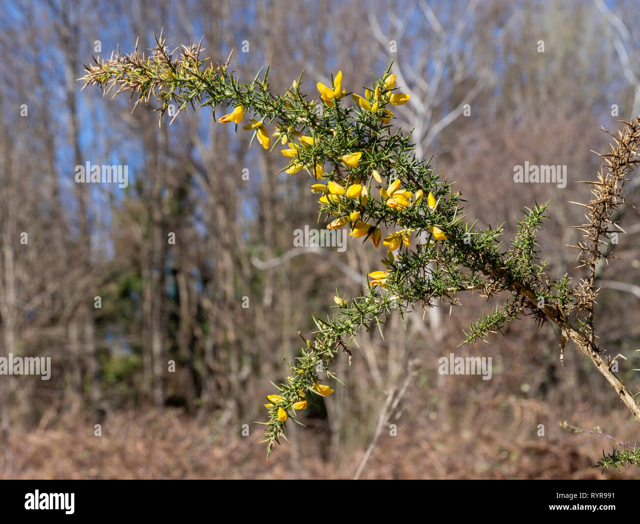 Gorse thorns hi-res stock photography and images - Alamy