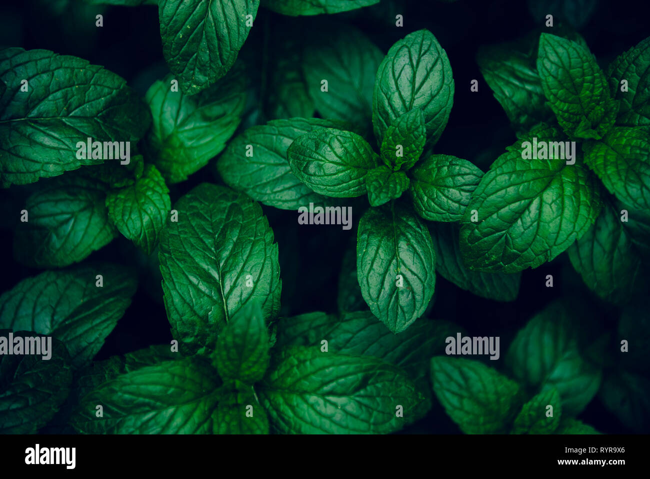 Green mint leaves pattern layout design. Ecology natural creative ...