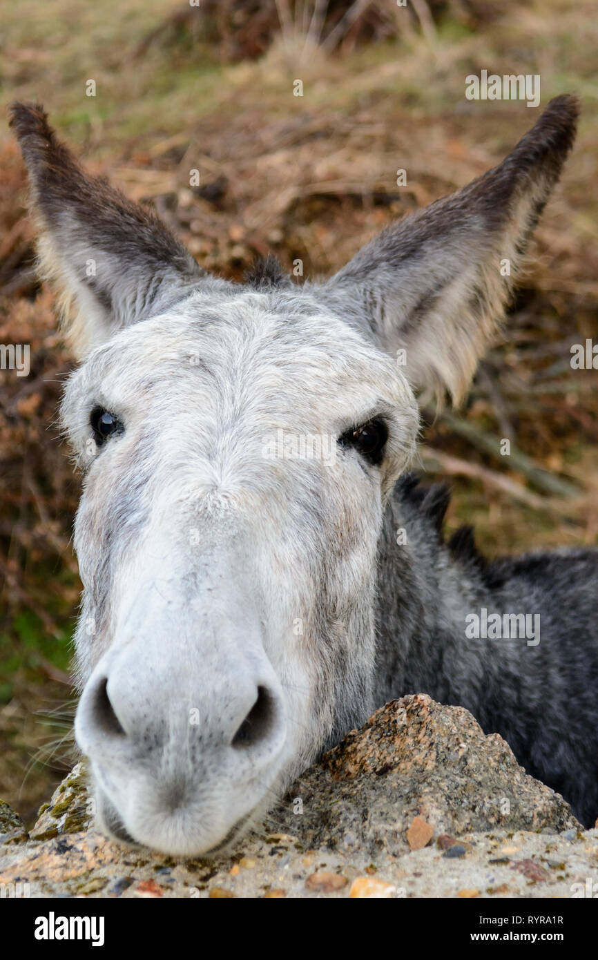 Donkey fish eye hi-res stock photography and images - Alamy