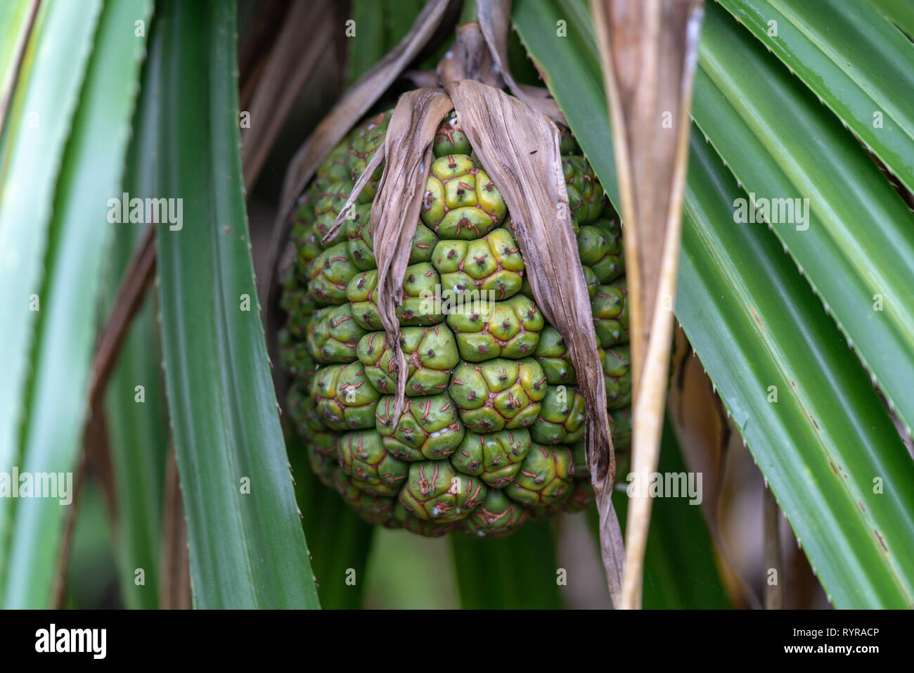 Screw pine fruit Stock Photo - Alamy
