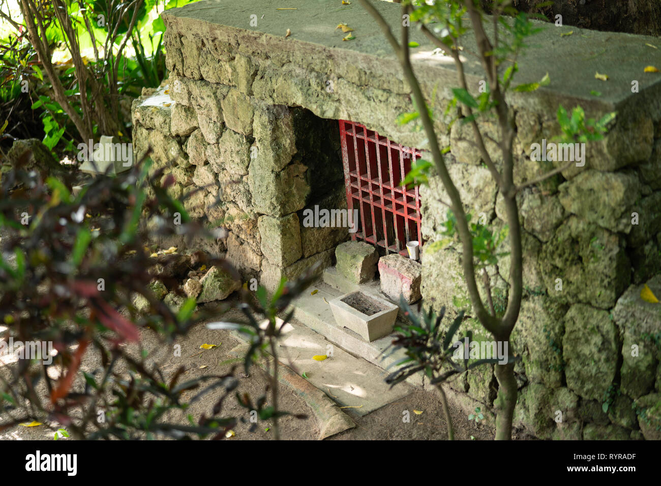 Great Akagi Tree of Shurikinjo, Okinawa Prefecture, Japan Stock Photo ...