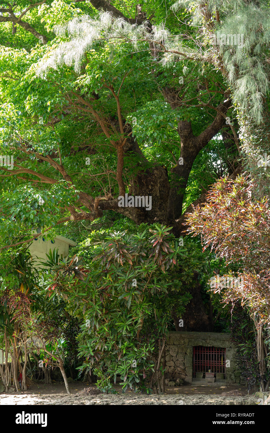 Great Akagi Tree of Shurikinjo, Okinawa Prefecture, Japan Stock Photo ...