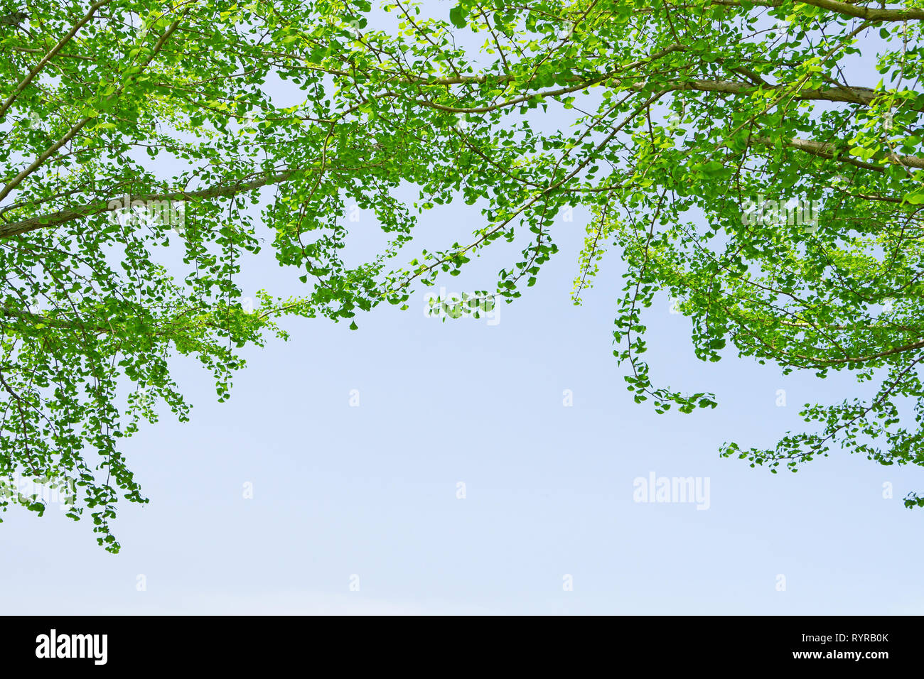 Fresh green ginkgo tree Stock Photo - Alamy