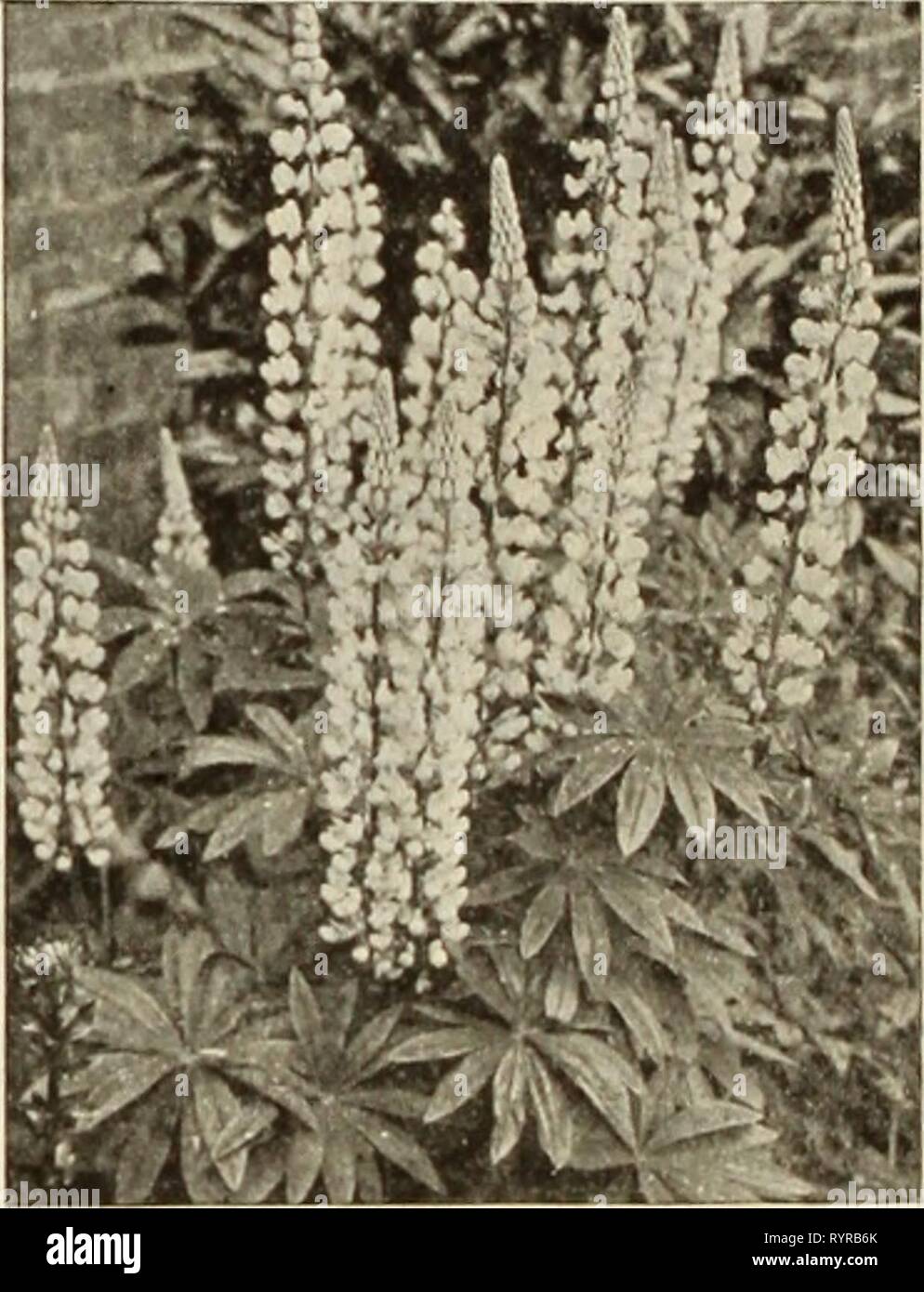 Cardinalia High Resolution Stock Photography and Images - Alamy