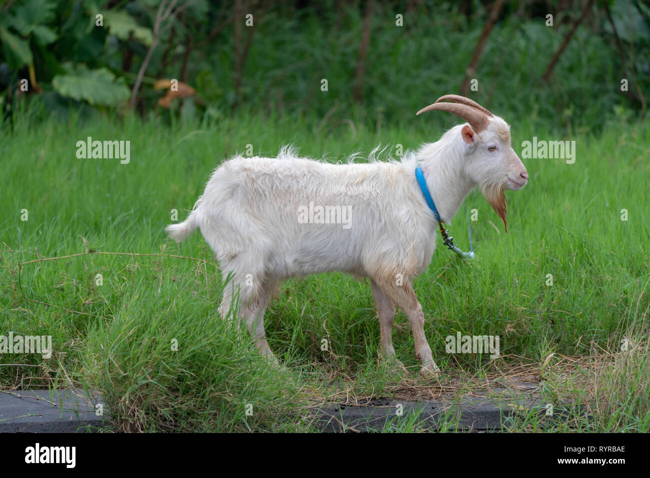 Goat at Iriomote Island, Okinawa Prefecture, Japan Stock Photo - Alamy