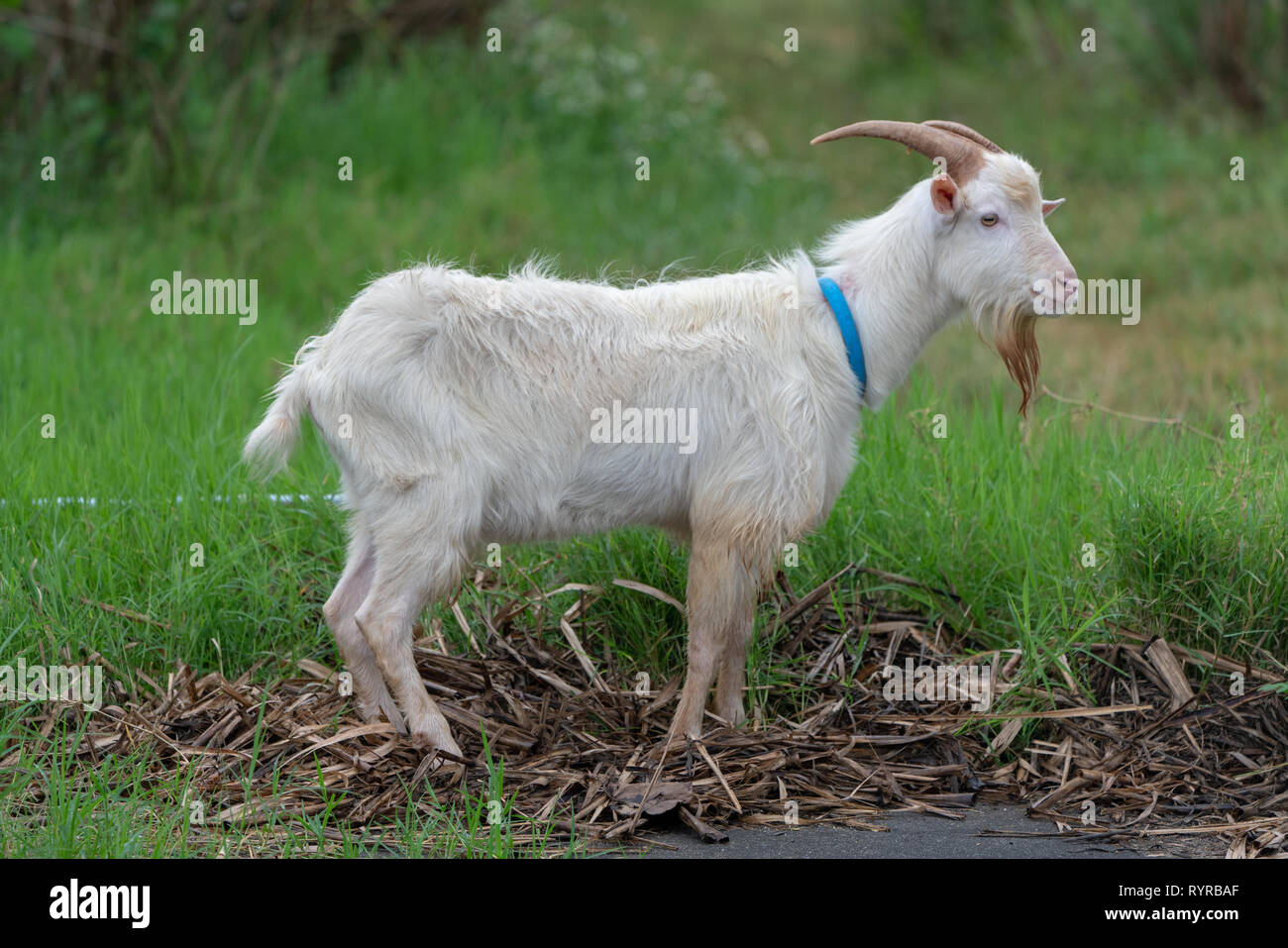 Goat at Iriomote Island, Okinawa Prefecture, Japan Stock Photo - Alamy