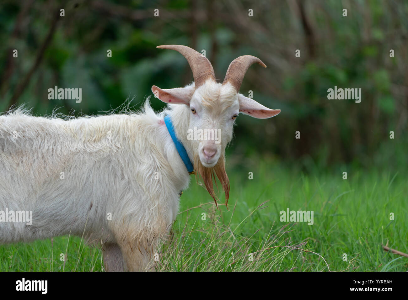 Goat at Iriomote Island, Okinawa Prefecture, Japan Stock Photo - Alamy