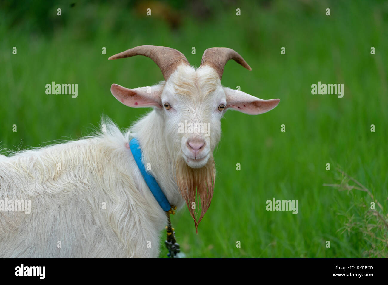 Goat at Iriomote Island, Okinawa Prefecture, Japan Stock Photo - Alamy