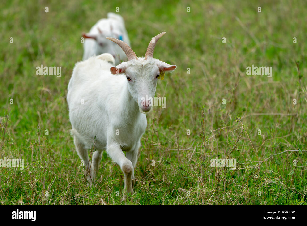 Goat at Iriomote Island, Okinawa Prefecture, Japan Stock Photo - Alamy