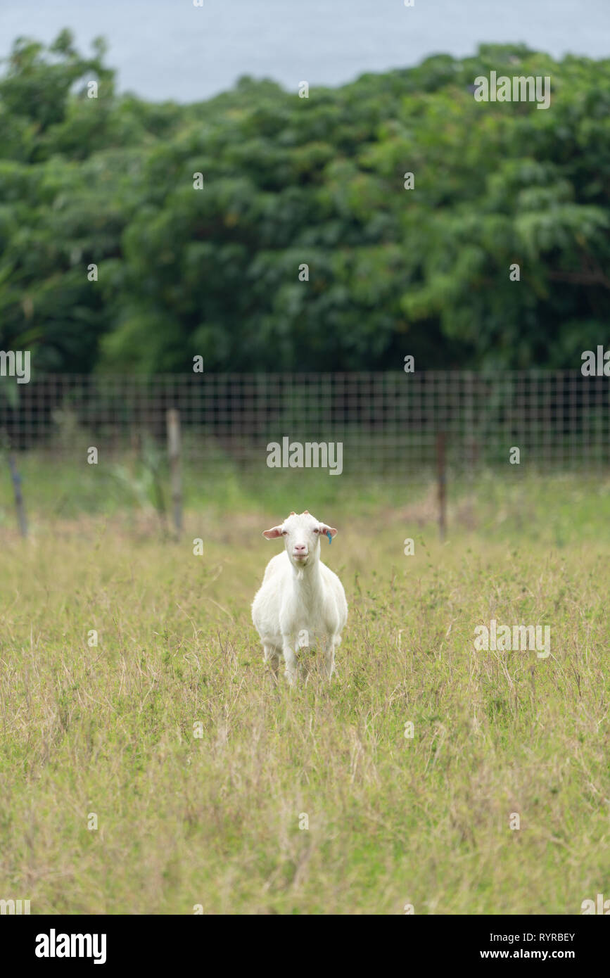 Goat at Iriomote Island, Okinawa Prefecture, Japan Stock Photo - Alamy