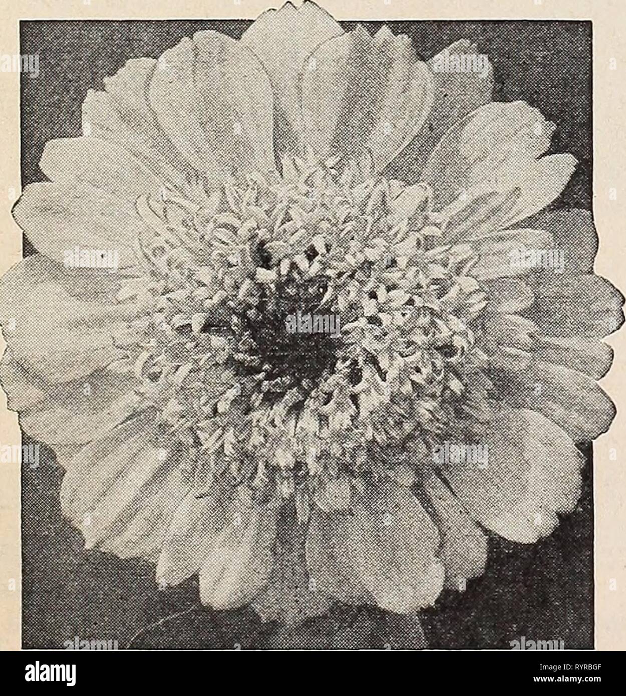 Buff peach hi-res stock photography and images - Alamy