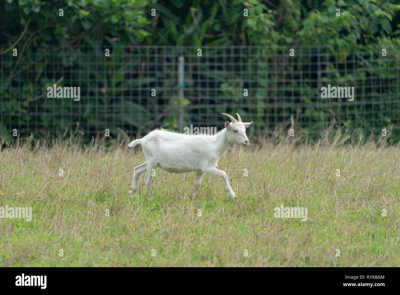 Goat at Iriomote Island, Okinawa Prefecture, Japan Stock Photo - Alamy
