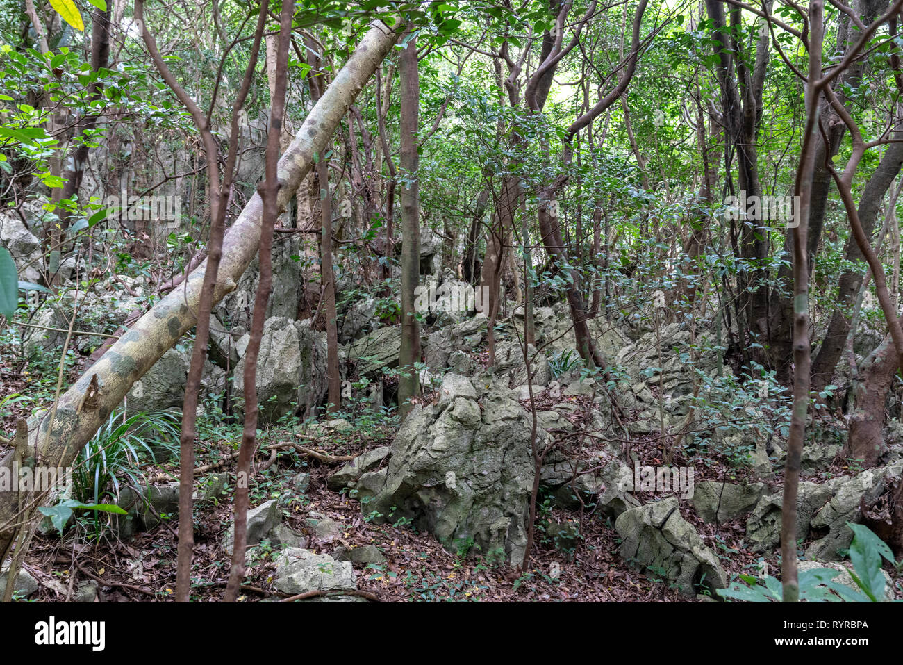 Rocks in jungle Stock Photo - Alamy