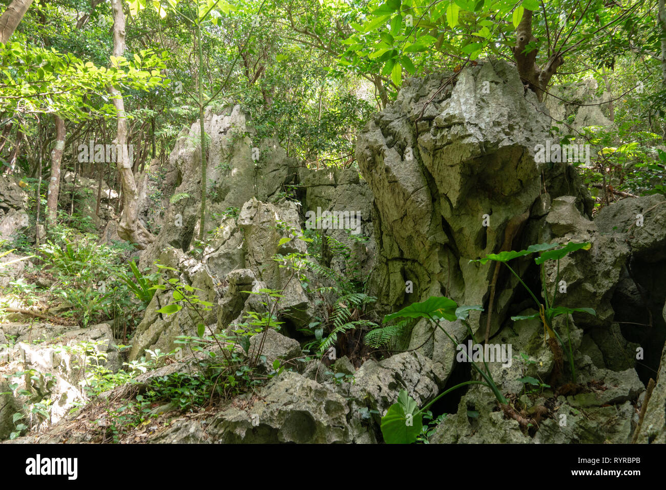 Rainforest Rocks