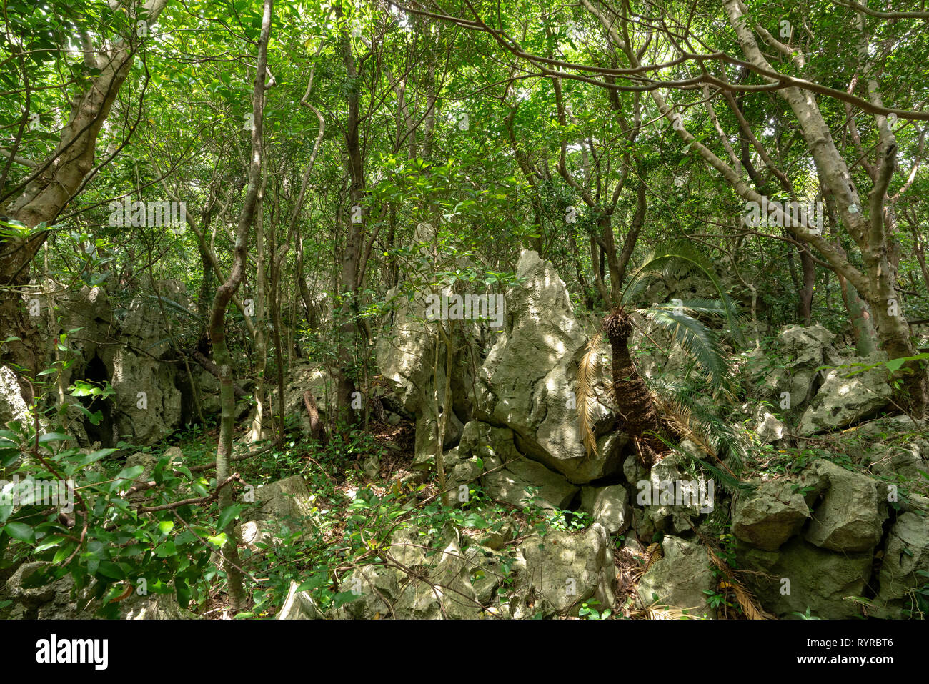 Rocks in jungle Stock Photo - Alamy