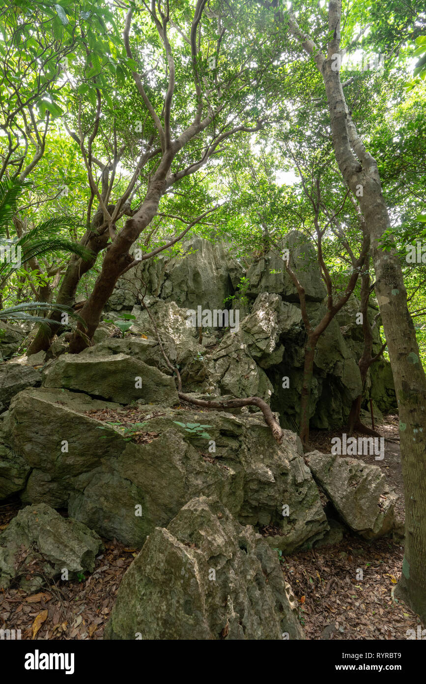 Rocks in jungle Stock Photo - Alamy