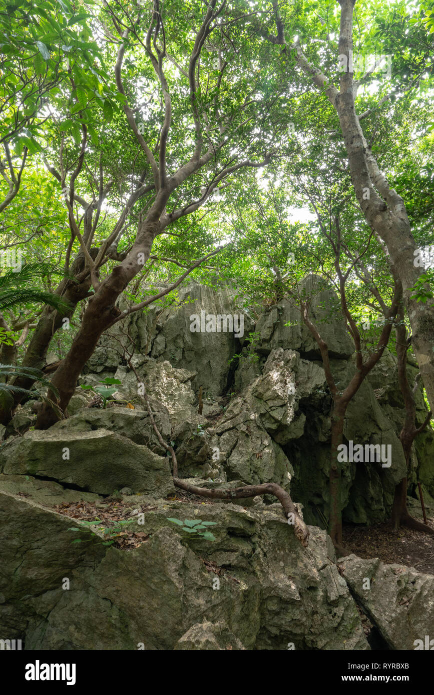 Rocks in jungle Stock Photo - Alamy