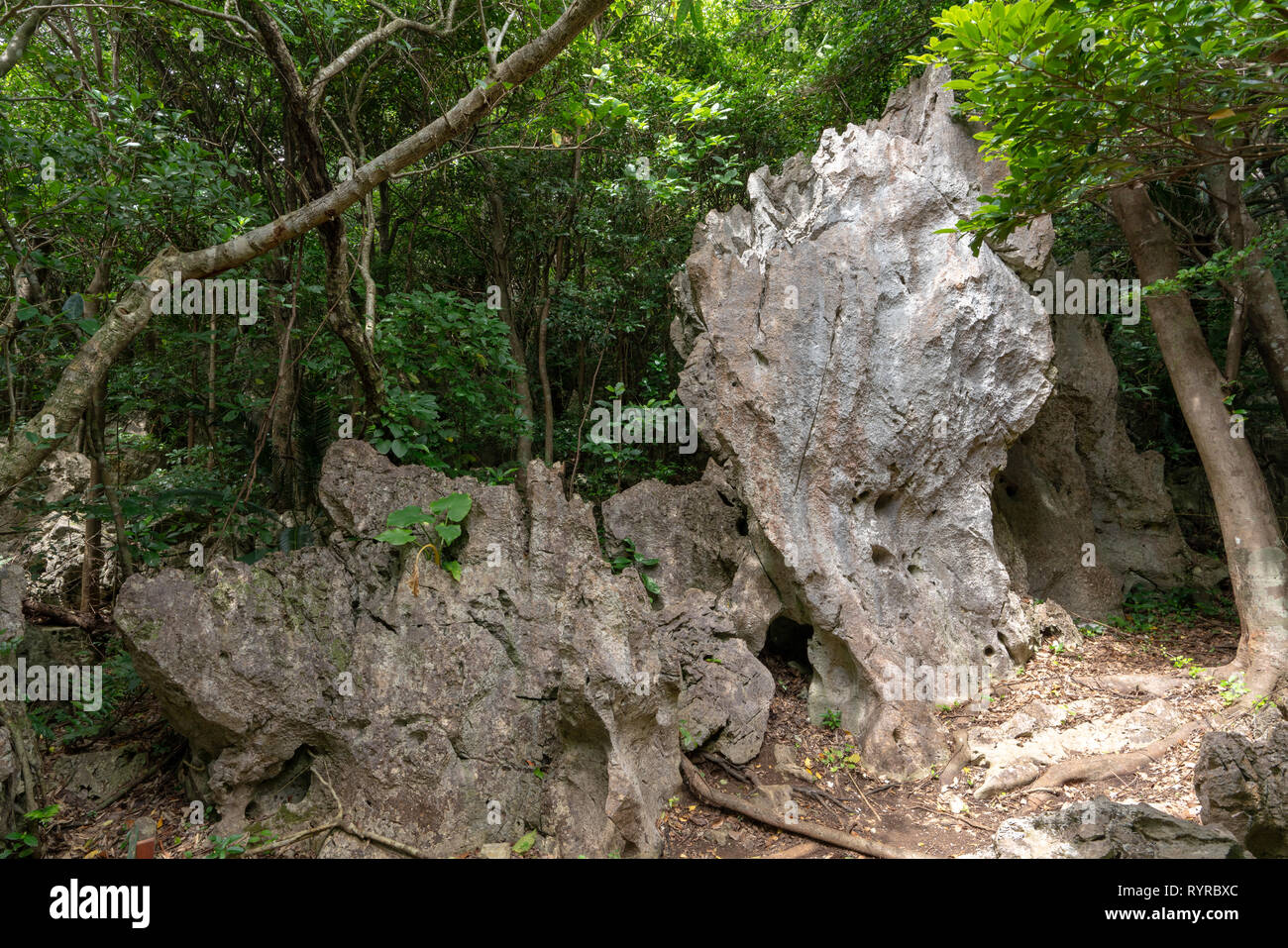 Rocks in jungle Stock Photo - Alamy