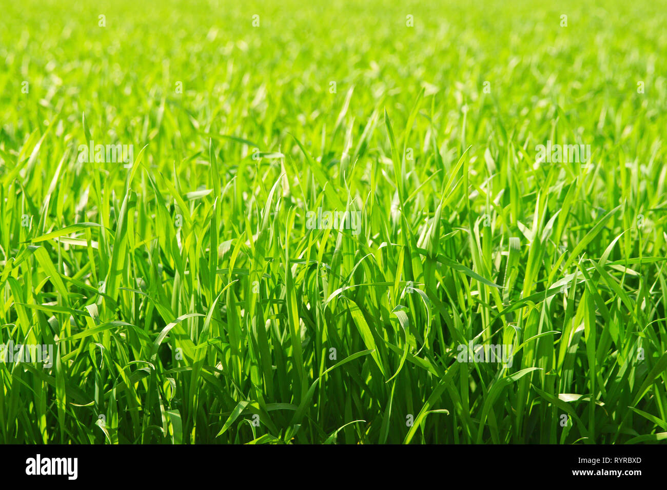 Wheat leaves hi-res stock photography and images - Alamy