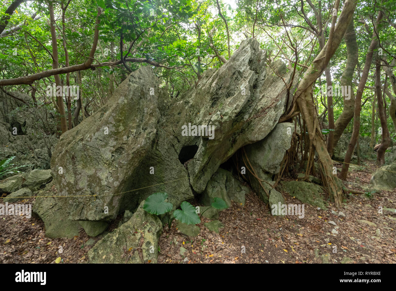 Rocks in jungle Stock Photo - Alamy