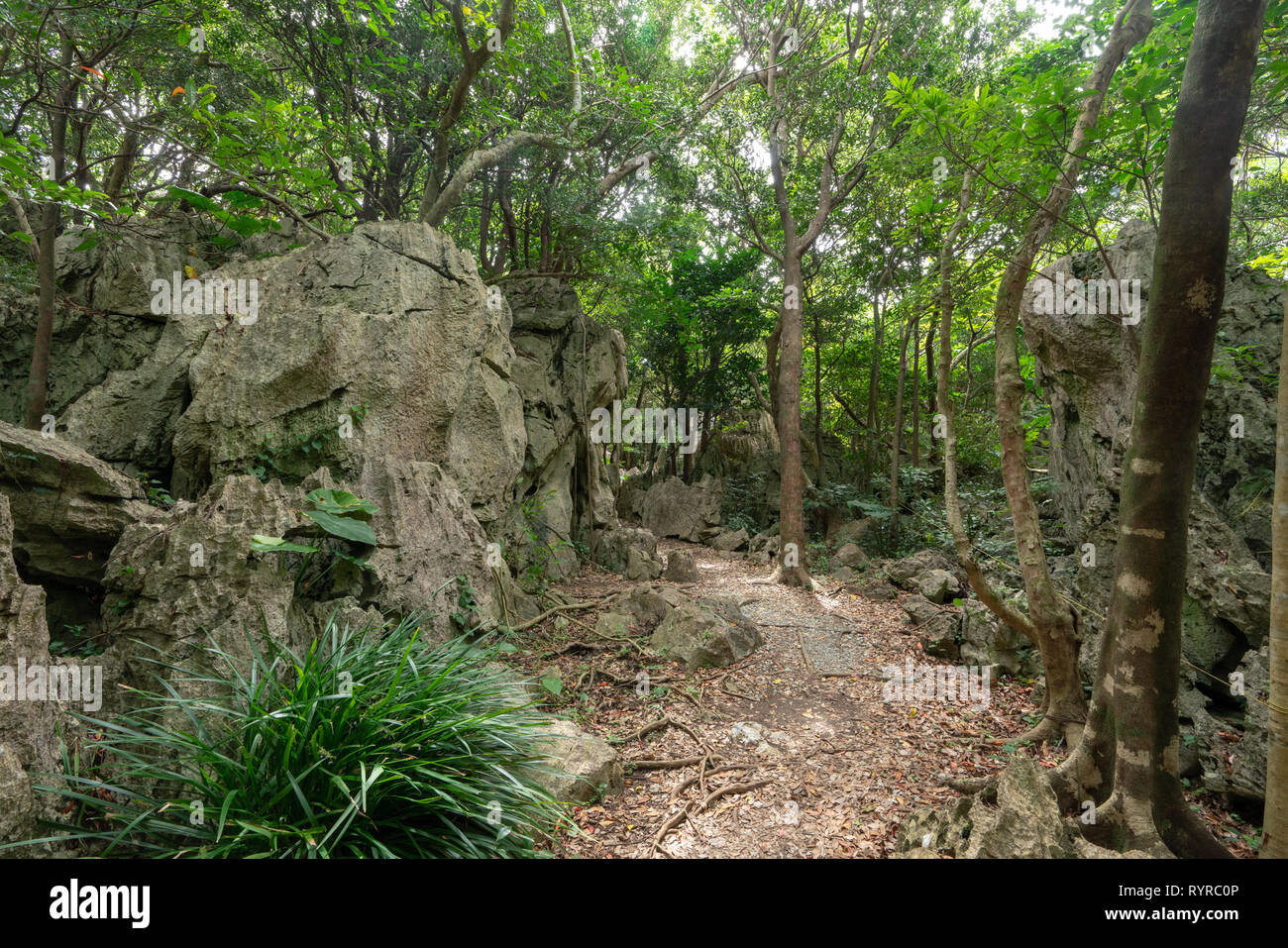 Rocks in jungle Stock Photo - Alamy