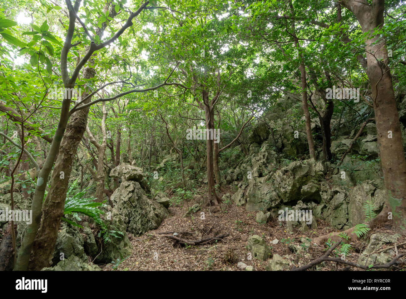 Rocks in jungle Stock Photo - Alamy