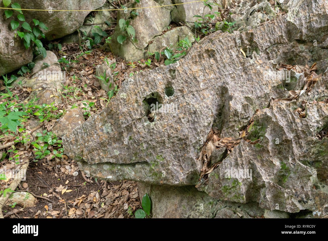 Rocks in jungle Stock Photo - Alamy