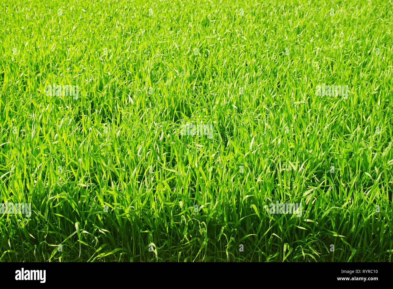 Wheat leaves hi-res stock photography and images - Alamy