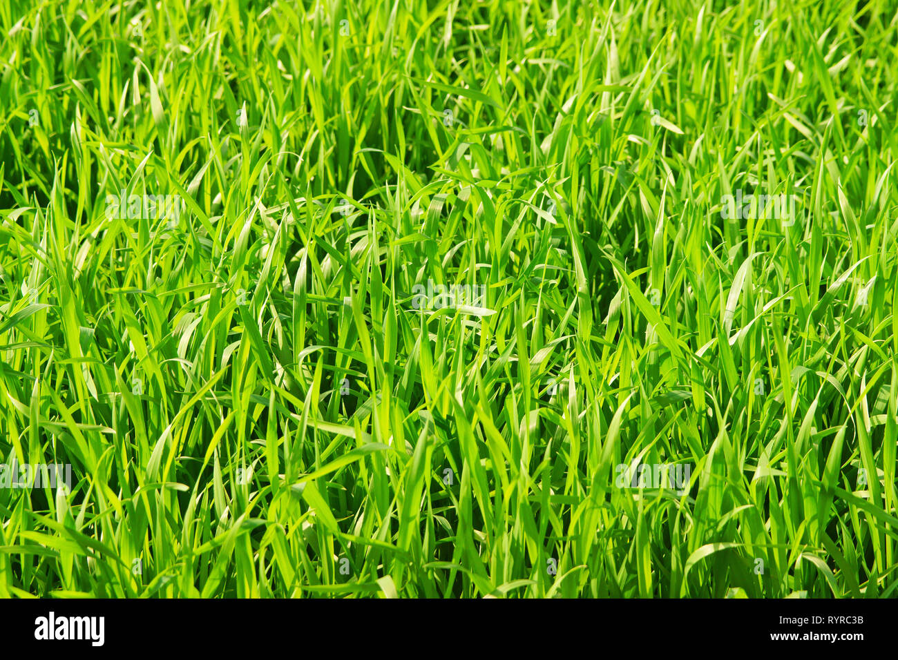 Wheat leaves hi-res stock photography and images - Alamy
