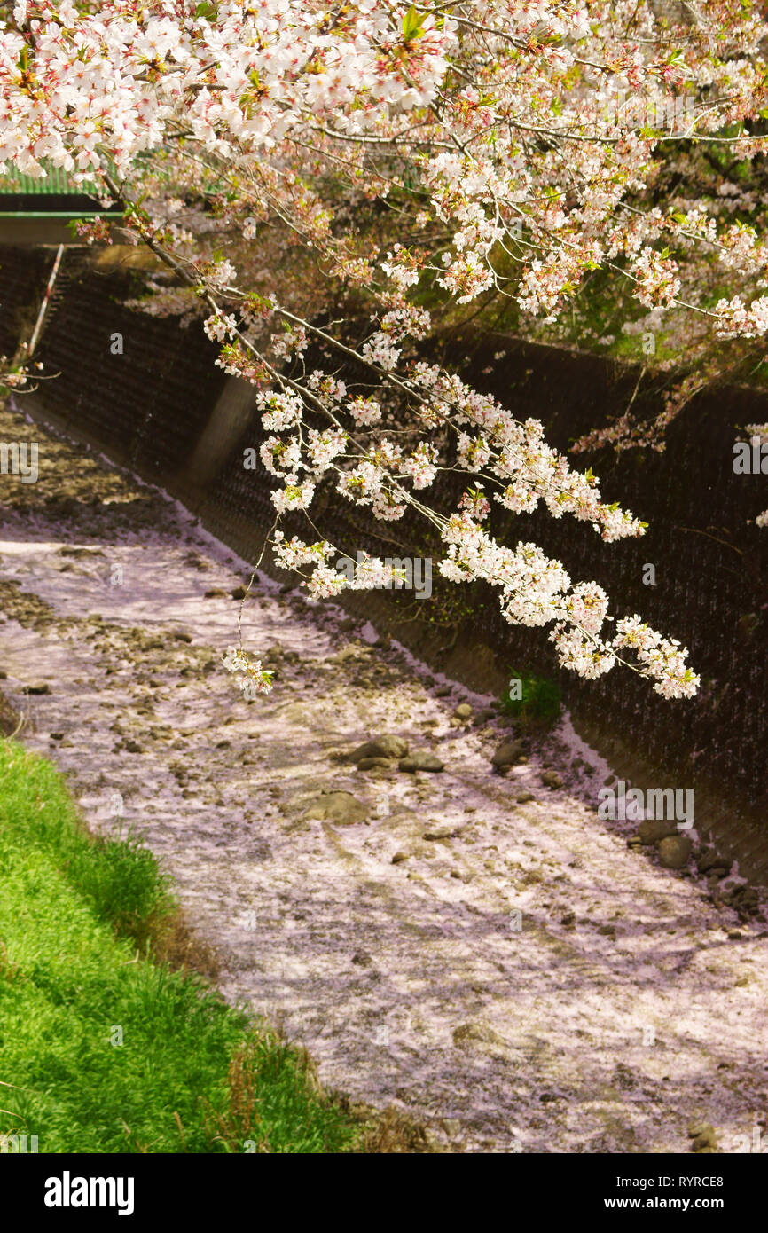Cherry blossoms falling from trees Stock Photo - Alamy