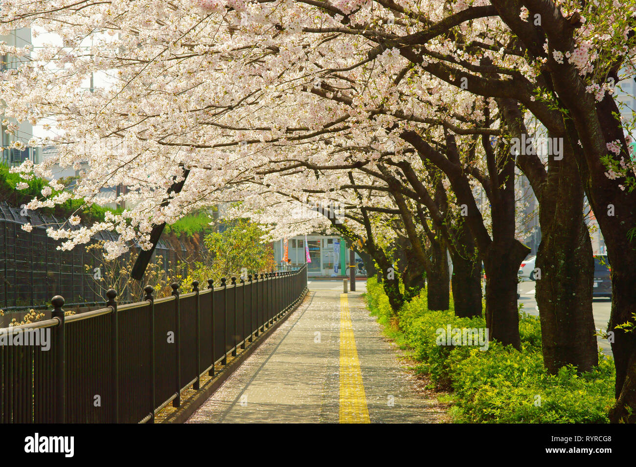 Cherry tree rows on Kengunjieitai Street, Kumamoto Prefecture, Japan ...