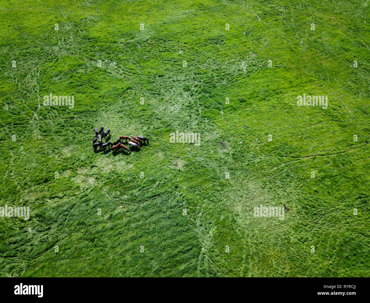 Aerial view of horses in ranch Stock Photo - Alamy