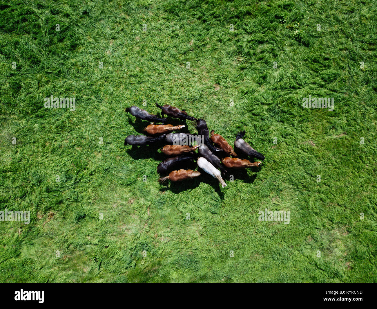 Aerial view of horses in ranch Stock Photo - Alamy