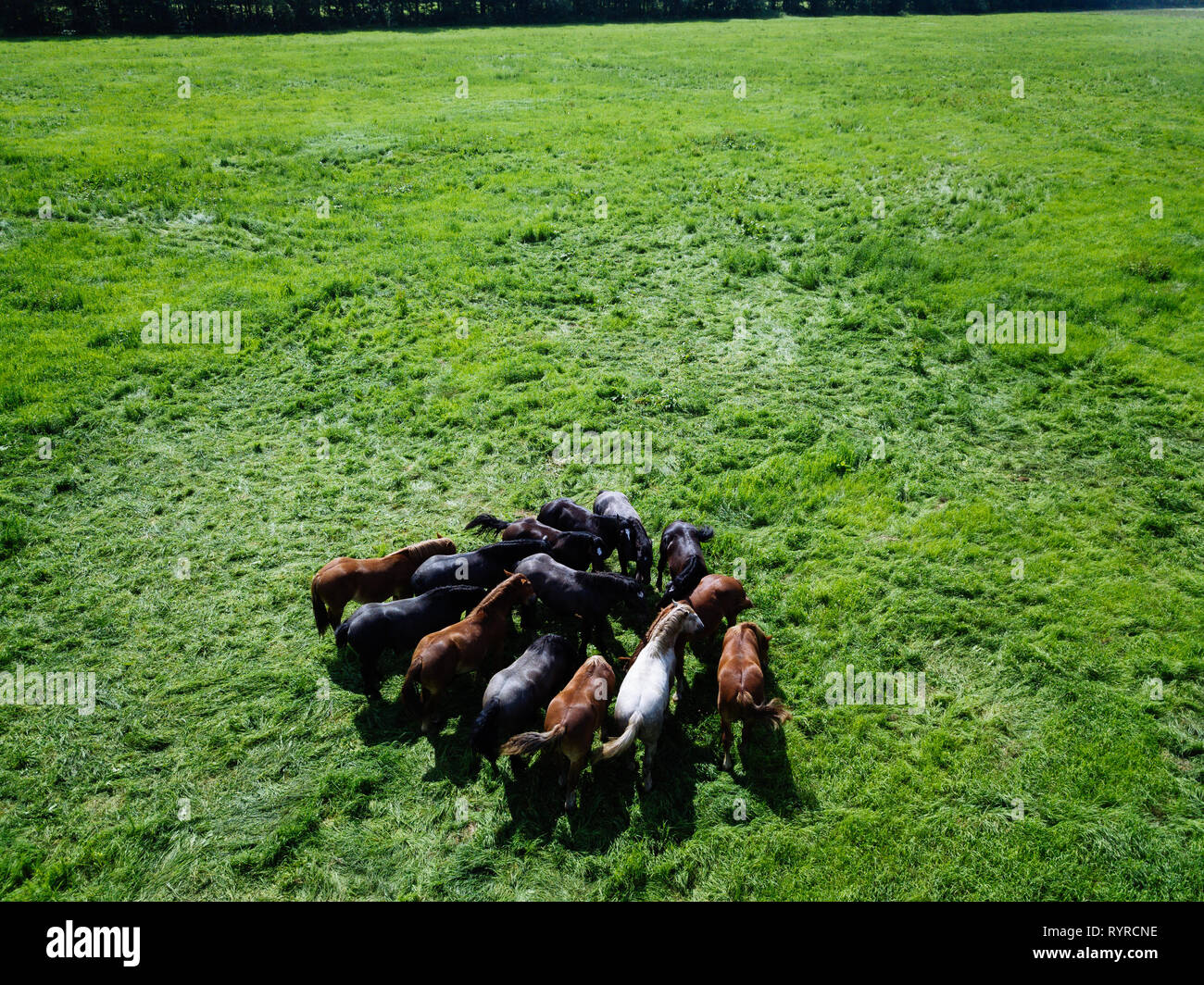 Aerial view of horses hi-res stock photography and images - Alamy