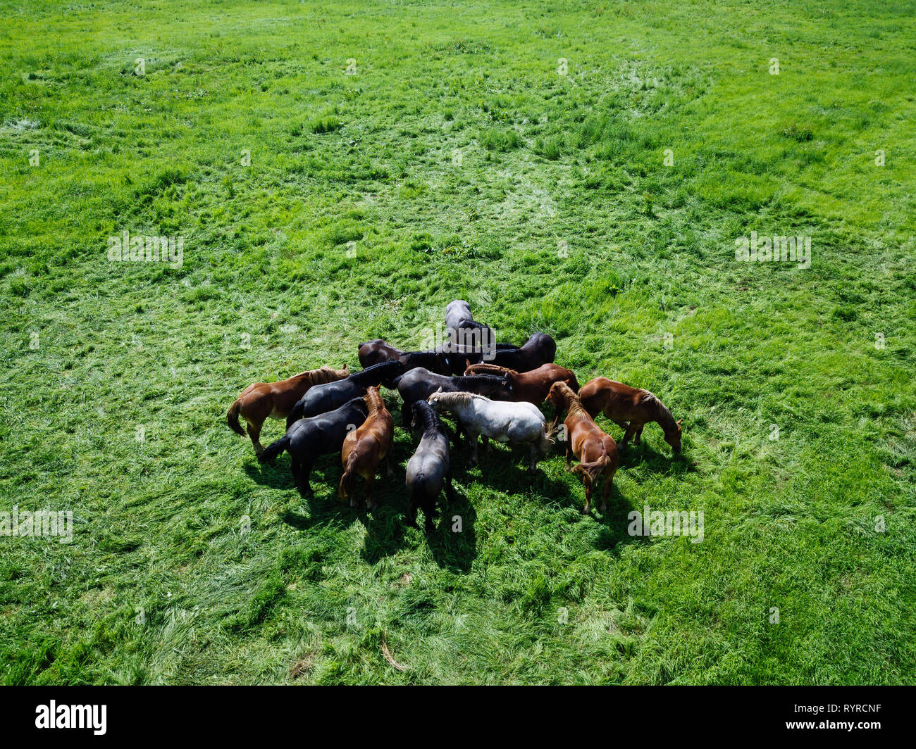 Aerial view of horses in ranch Stock Photo - Alamy