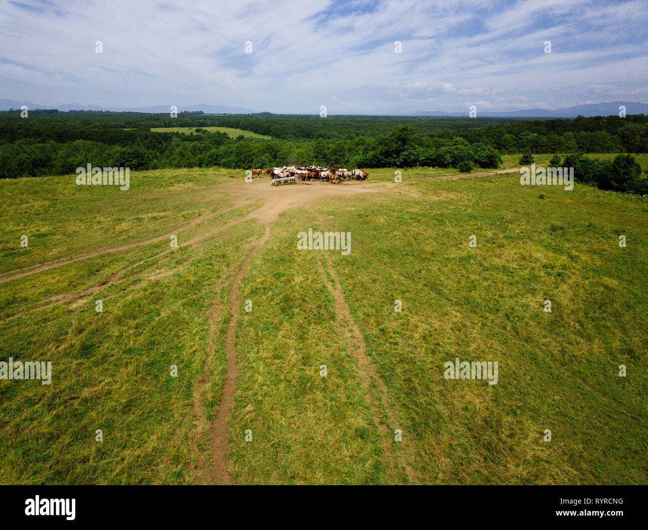Aerial view of horses in ranch Stock Photo - Alamy