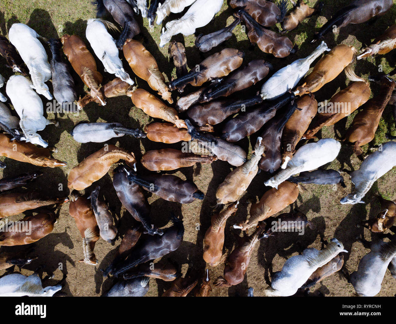 Aerial view of horses in ranch Stock Photo - Alamy