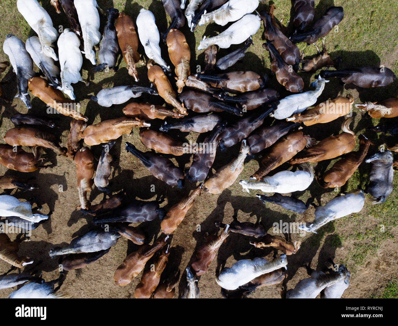 Aerial view of horses in ranch Stock Photo - Alamy