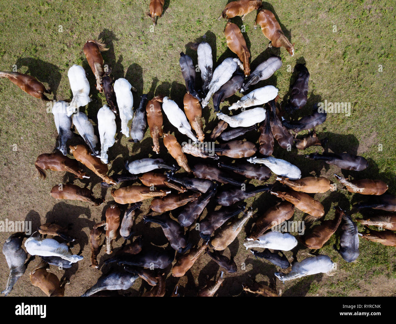 Aerial view of horses in ranch Stock Photo - Alamy