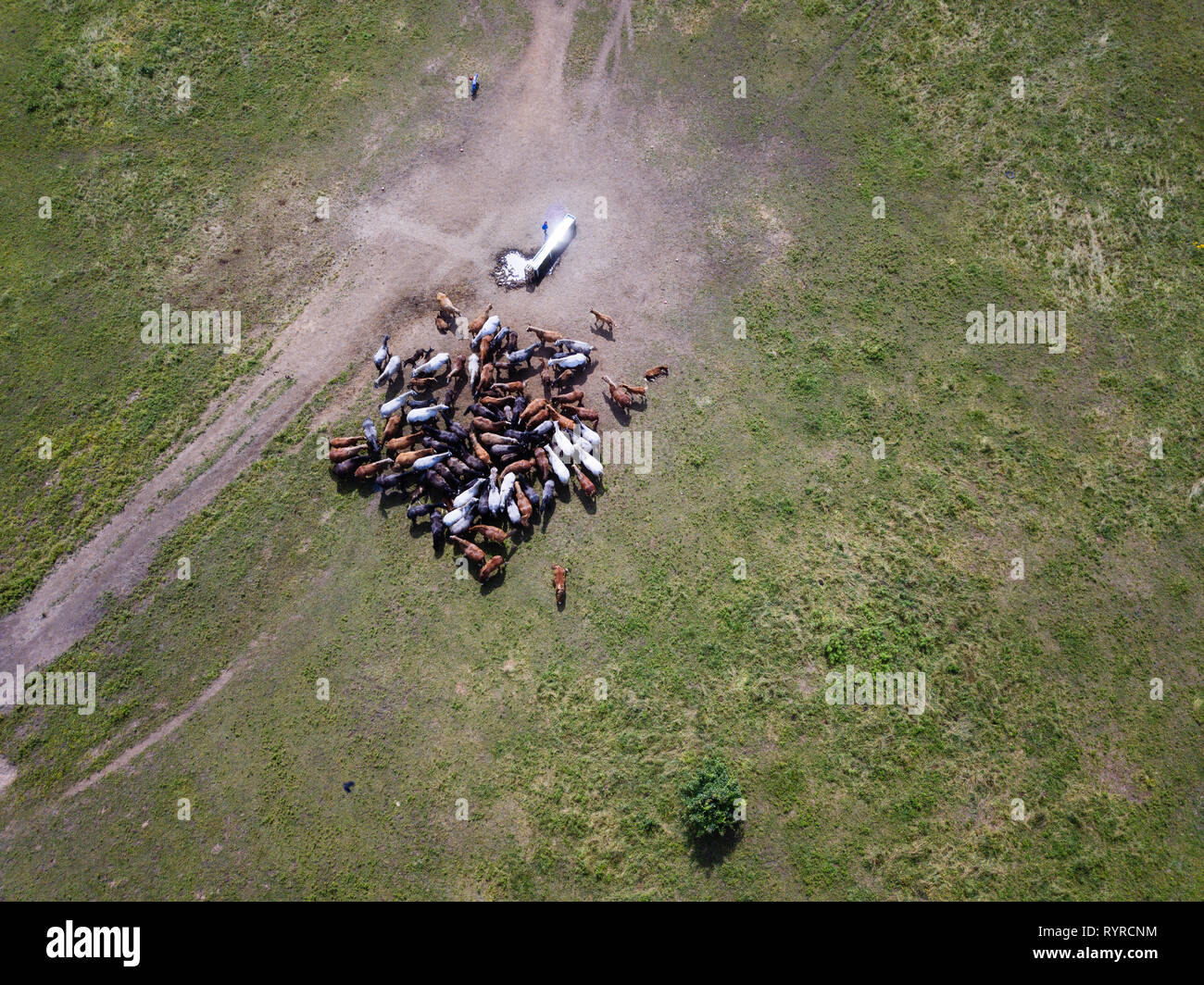 Aerial view of horses in ranch Stock Photo - Alamy