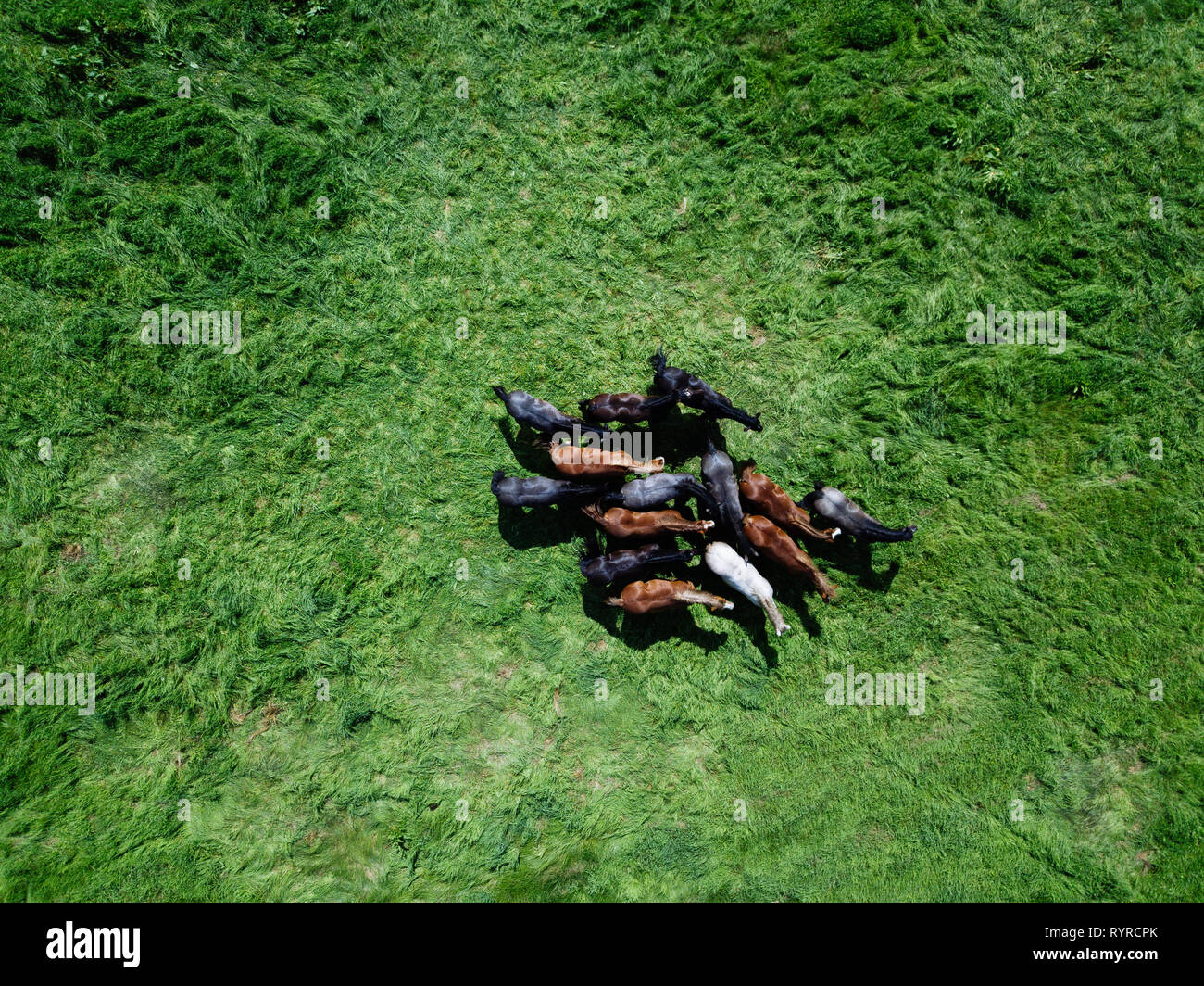 Aerial view of horses in ranch Stock Photo - Alamy