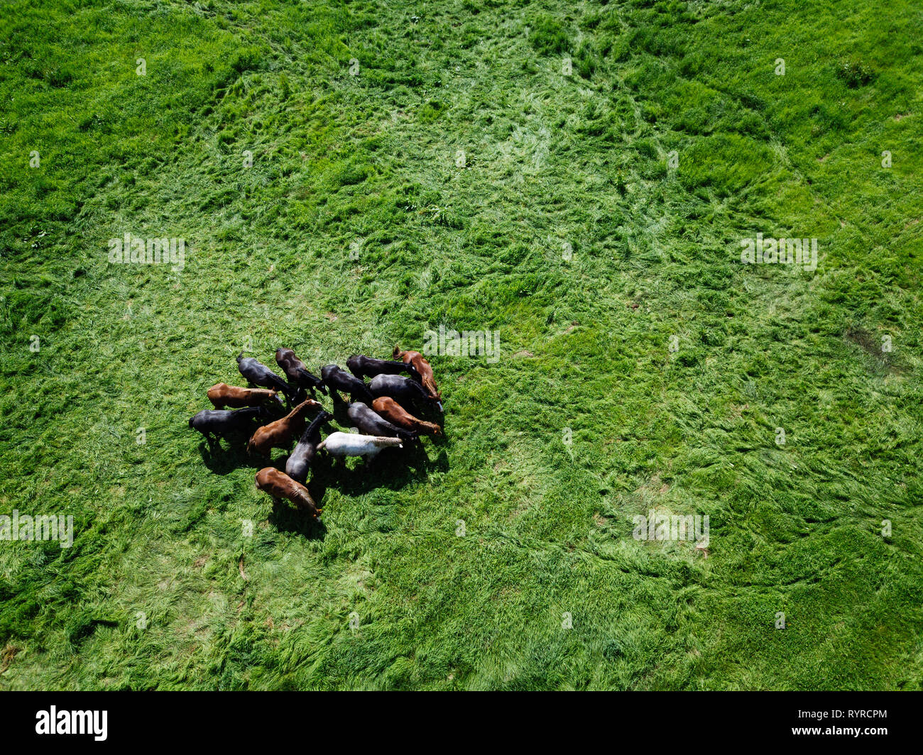 Aerial view of horses in ranch Stock Photo - Alamy