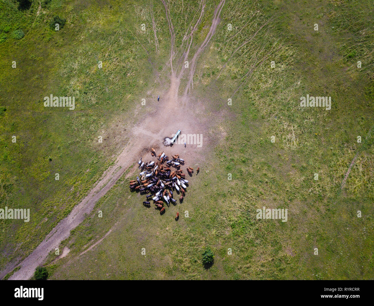 Aerial view of horses in ranch Stock Photo - Alamy