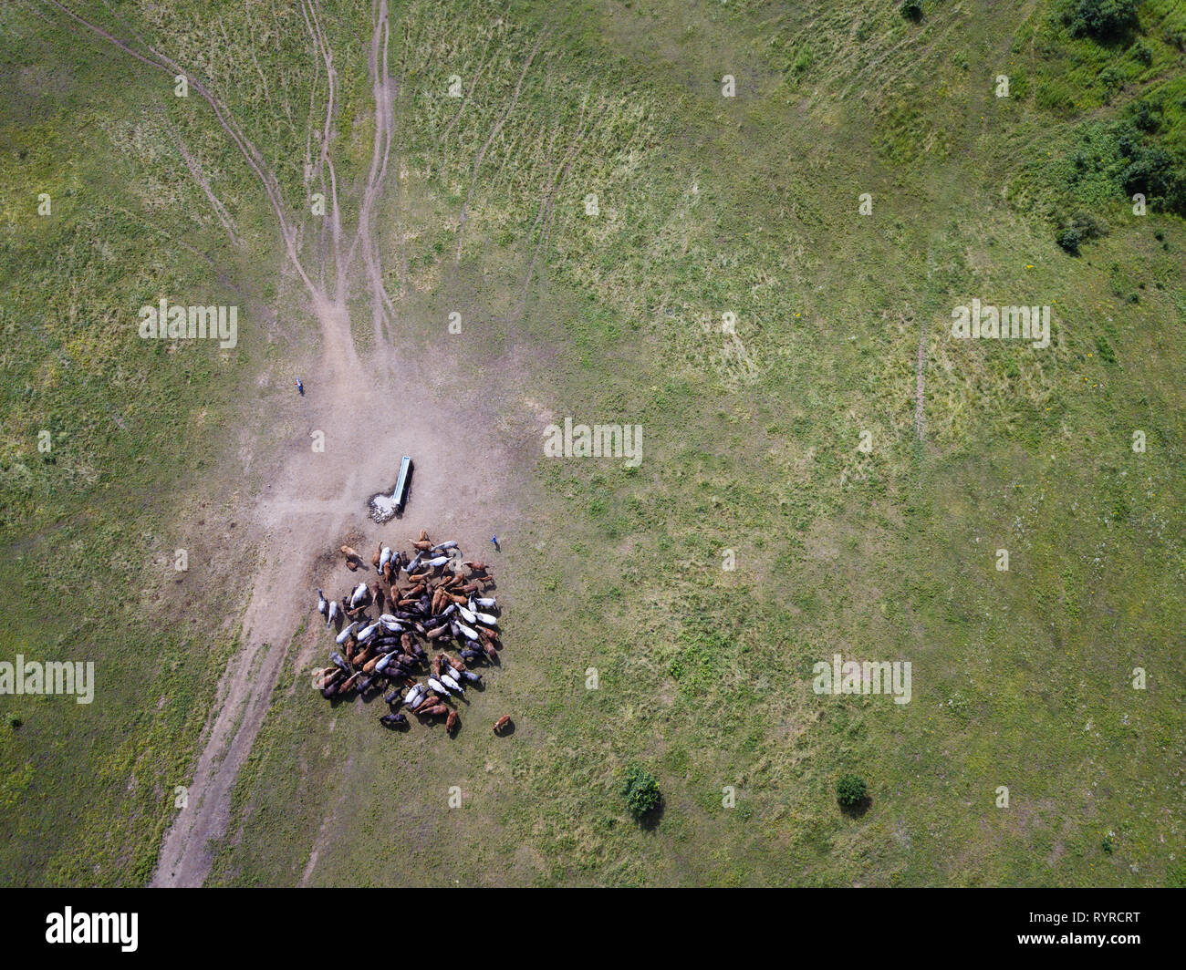 Aerial view of horses hi-res stock photography and images - Alamy