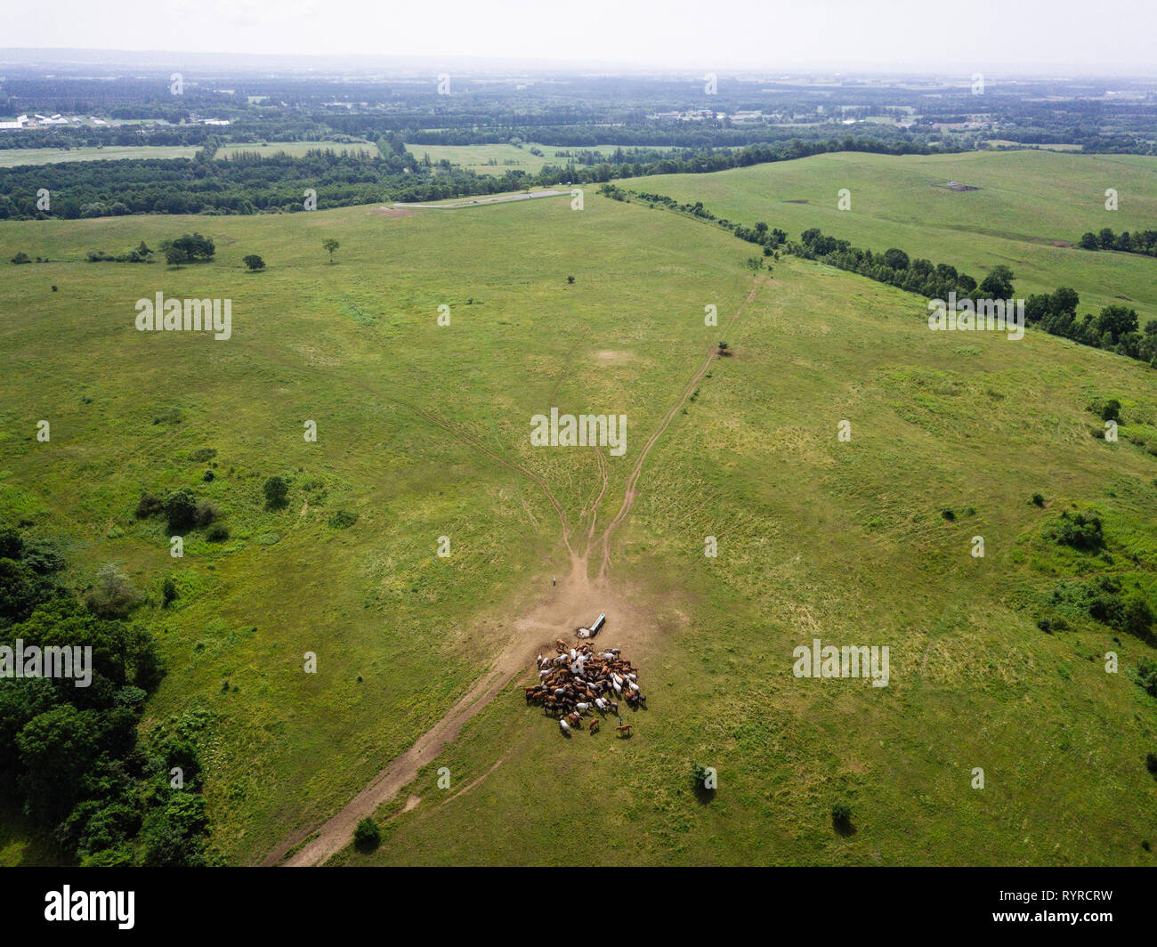 Aerial view of horses in ranch Stock Photo - Alamy