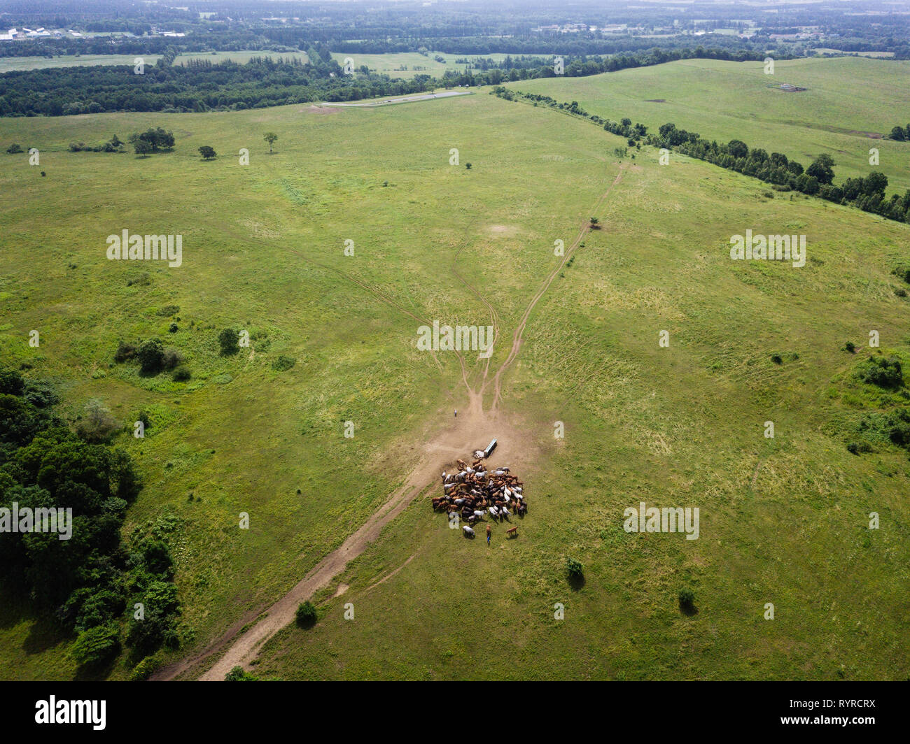 Aerial view of horses in ranch Stock Photo - Alamy